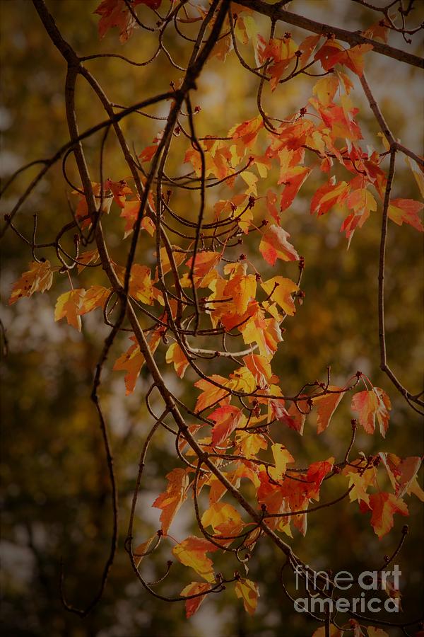 Gold Red Leaves Photograph by Alison Gregg | Fine Art America