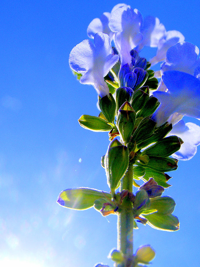 Good Morning Sunshine Photograph By Sherwanda Irvin Fine Art America