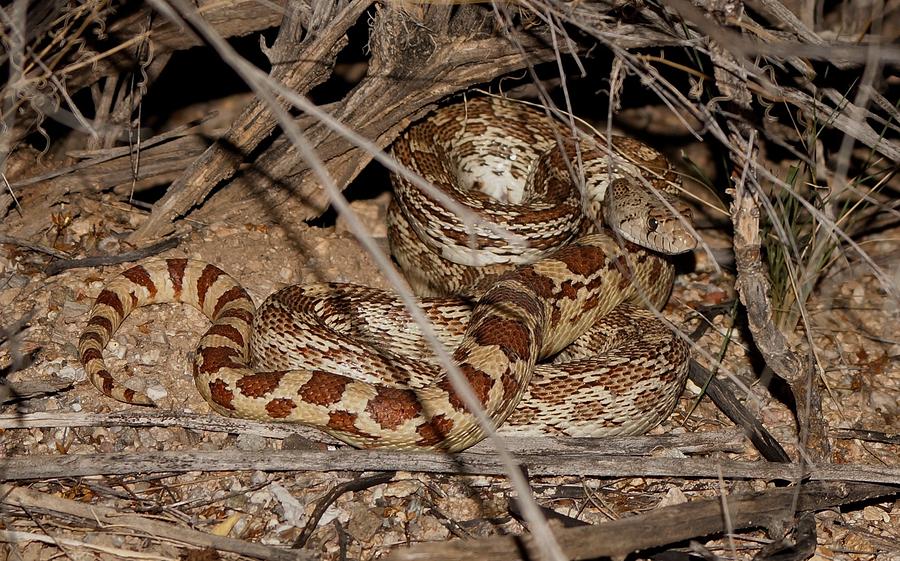 Gopher Snake Photograph by Dennis Boyd - Fine Art America
