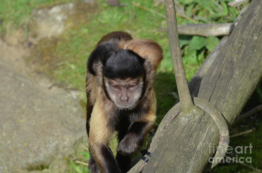Gorgeous Mother and Child Tufted Capuchin Monkey Photograph by DejaVu ...