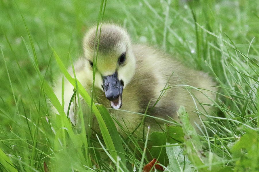 Gosling Photograph by Debbie Storie - Fine Art America