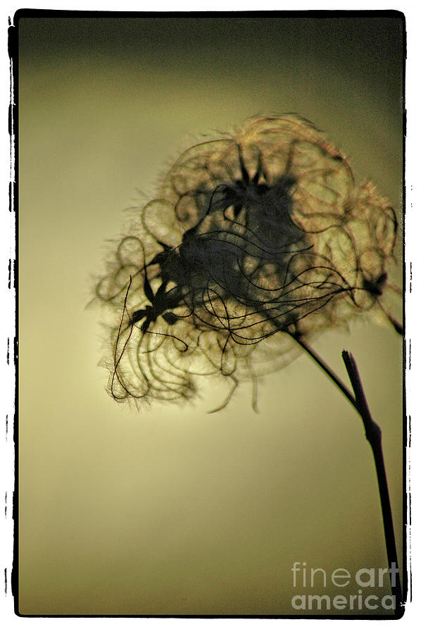 Gossamer Photograph By Michael Ziegler Fine Art America