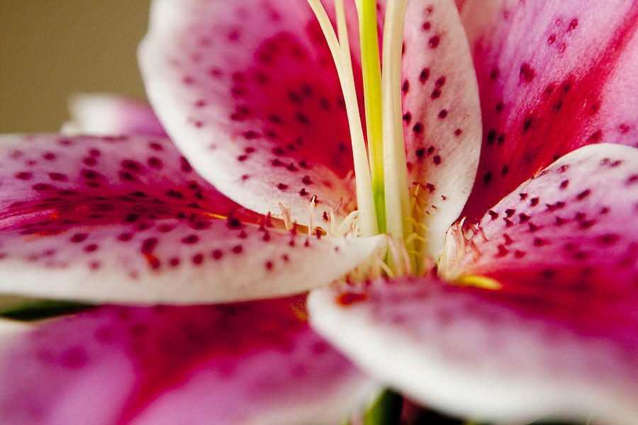 Graceful Lily Series 19 Photograph by Olga Smith - Pixels