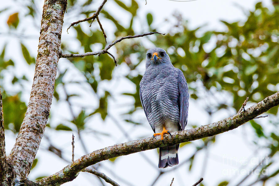 Gray Hawk Photograph by B.G. Thomson - Fine Art America