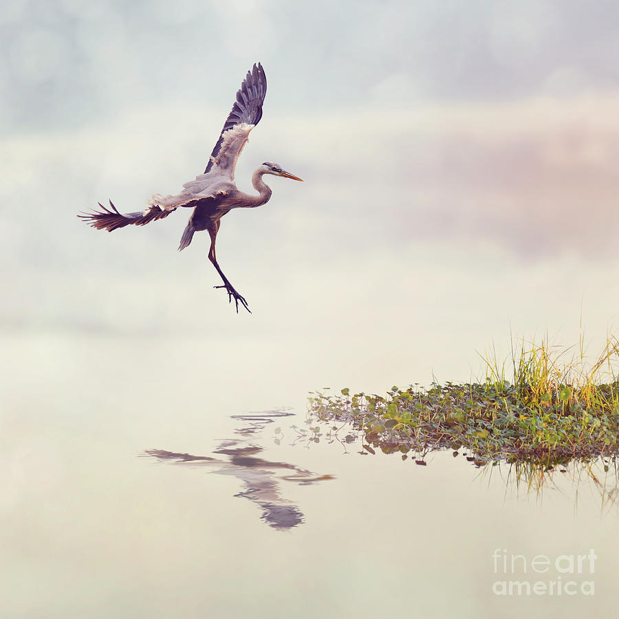 Great Blue Heron In Flight Photograph by Svetlana Foote | Fine Art America