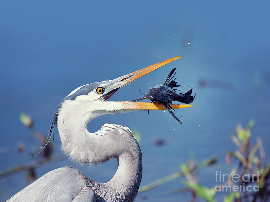 Great Blue Heron with a fish Photograph by Svetlana Foote - Fine Art ...