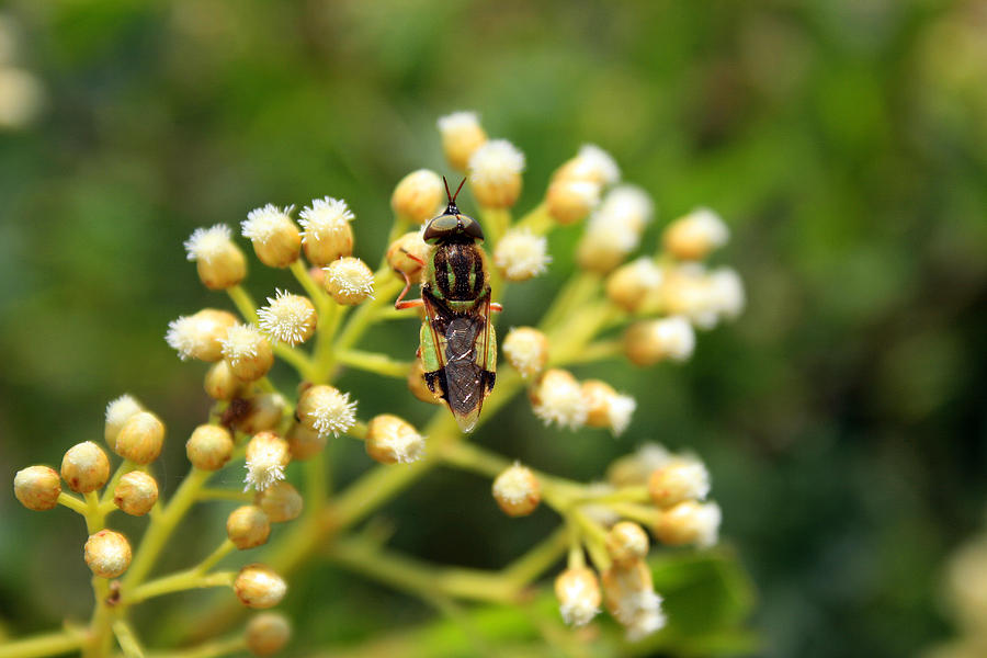 Green Bee Photograph by Robert Hamm - Fine Art America