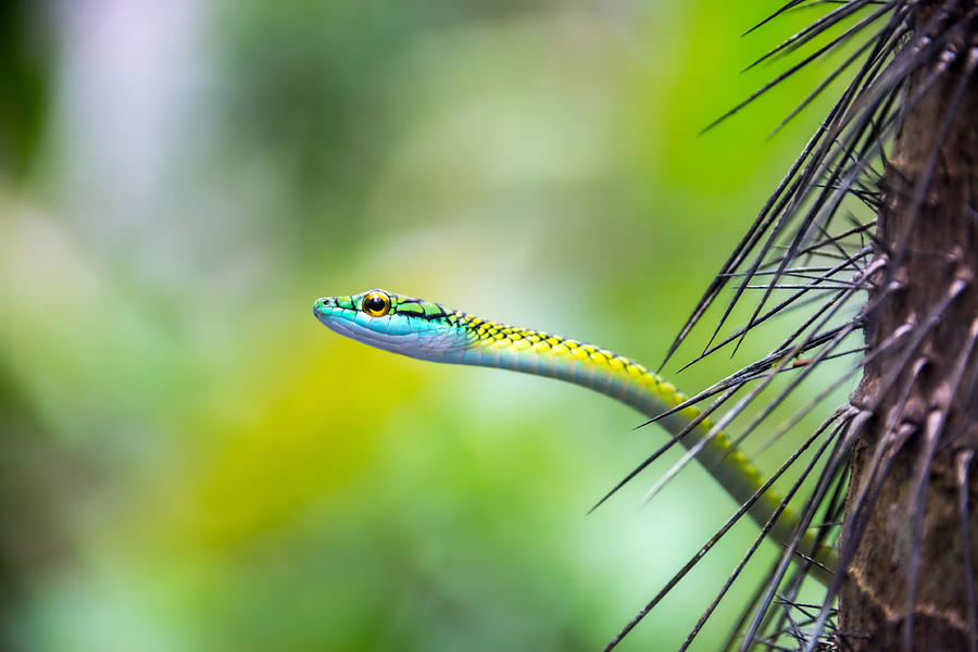 Green, Blue, and Yellow Snake Photograph by Jess Kraft - Fine Art America