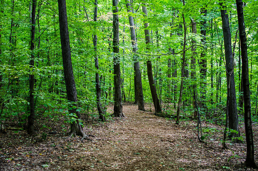 Green Forest Photograph by Ryan MacPherson - Fine Art America