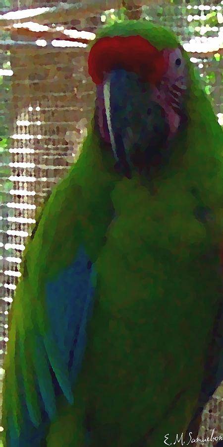 Green Parrot Photograph by Elise Samuelson - Fine Art America