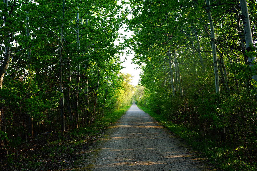 Green Pathway Photograph by Sarah Ninnemann | Fine Art America