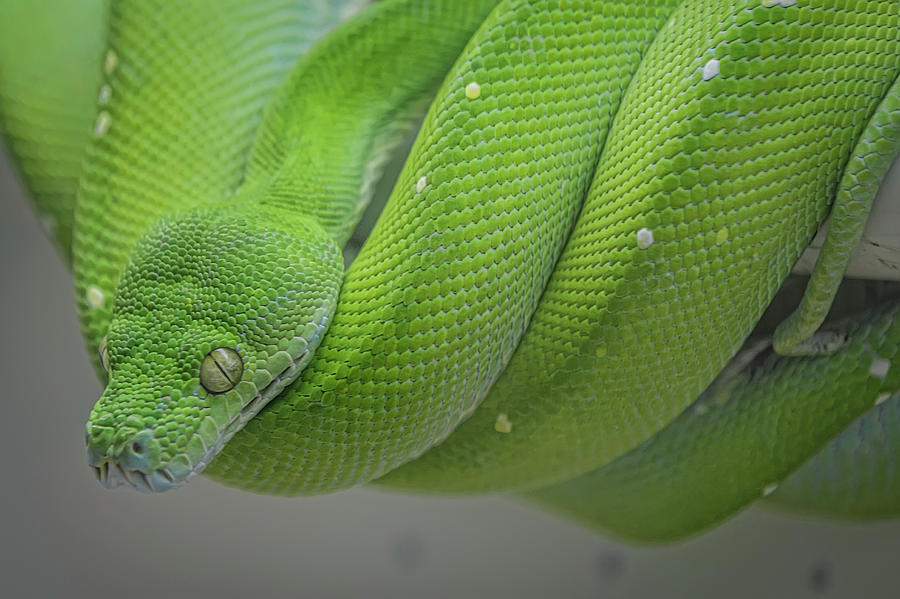 Green Python Photograph by Glenn Woodell - Fine Art America