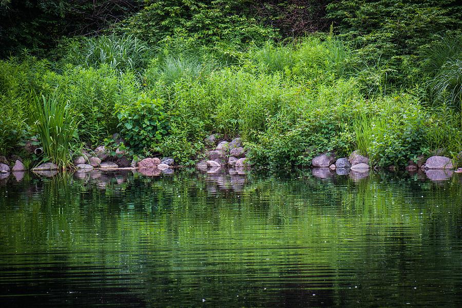 Green Reflections Photograph by Sharin Gabl | Fine Art America