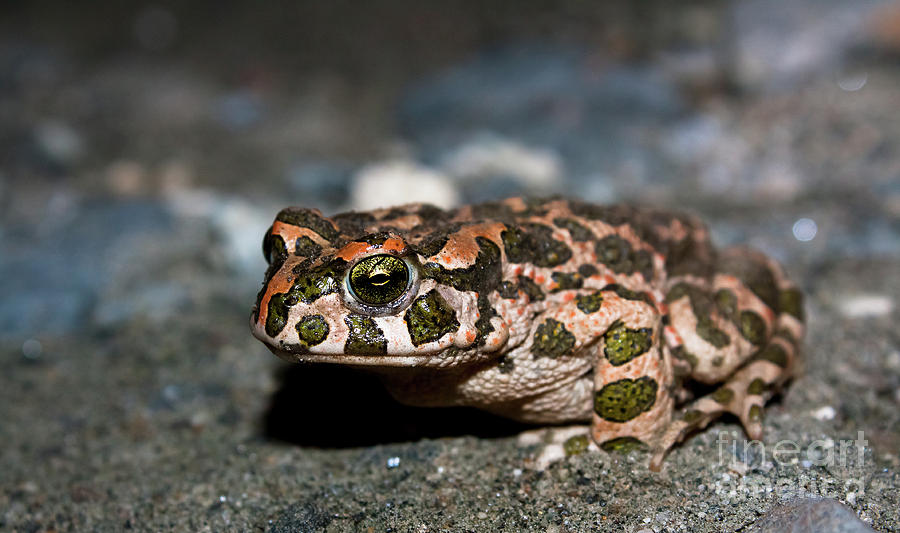 Green Toad Photograph by Kamen Ruskov - Fine Art America