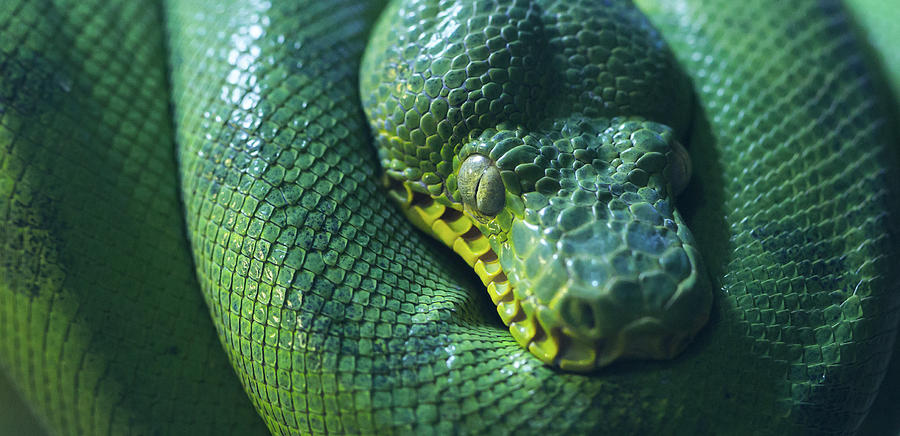 Green Tree Boa Photograph by Greg Thiemeyer - Fine Art America