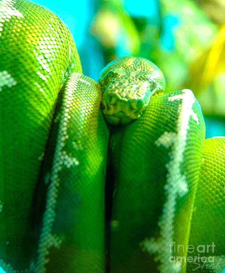 Green Tree Python Photograph by Michele Hancock - Fine Art America