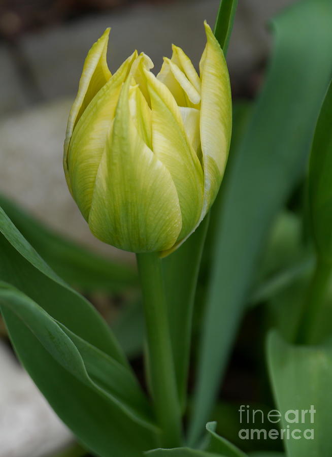 Green Tulip Photograph by Christiane Schulze Art And Photography - Fine ...