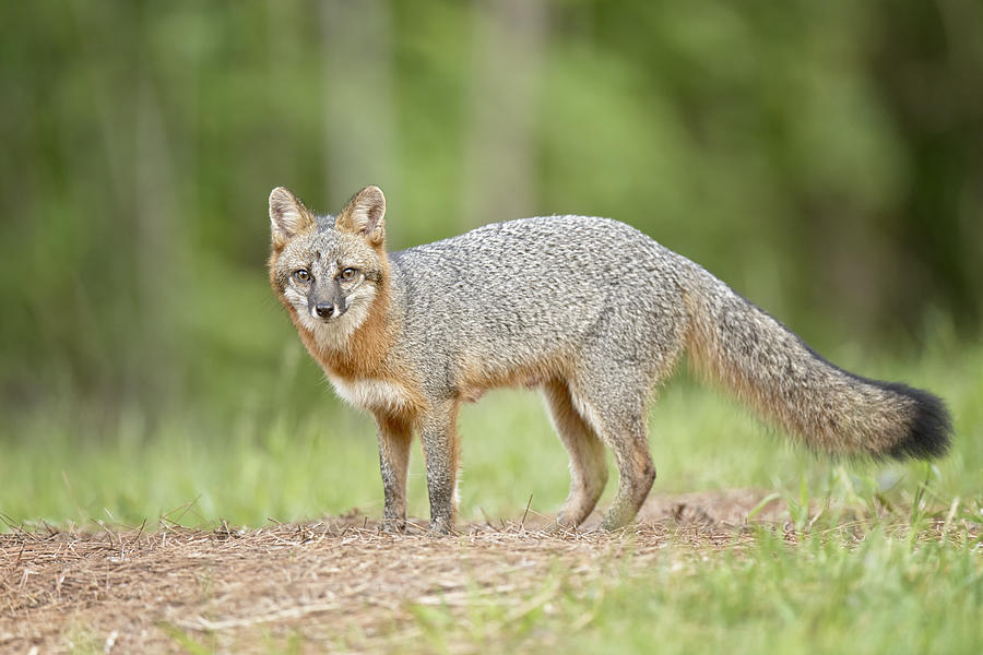 Grey Fox Photograph by David Courtenay - Pixels