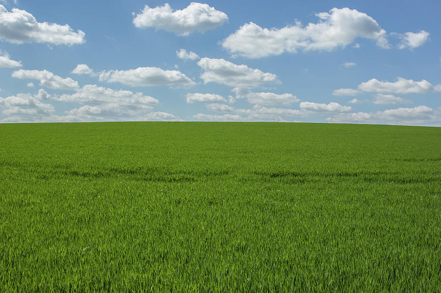 Growing Fields Photograph by Terry Lucas - Fine Art America Growing Fields Photograph by Terry Lucas - Fine Art America