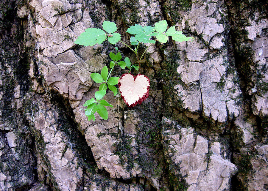 Growing Heart Photograph by Joni Moseng - Fine Art America