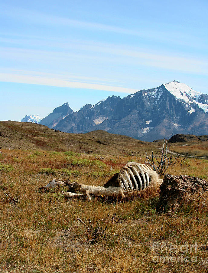 Guanoco Skeleton Photograph by Bruce Block
