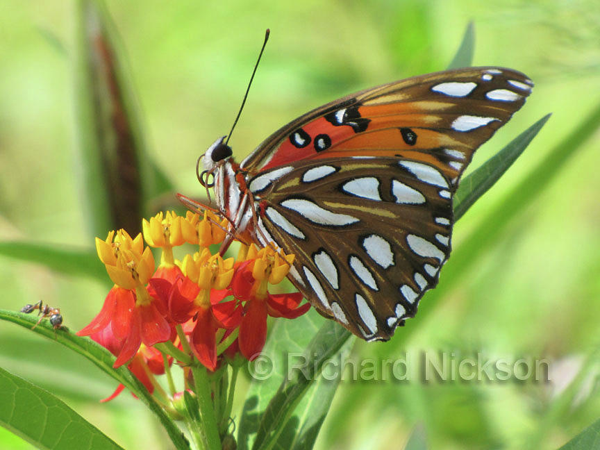 Gulf Fritillary Butterfly Pyrography by Richard Nickson - Fine Art America