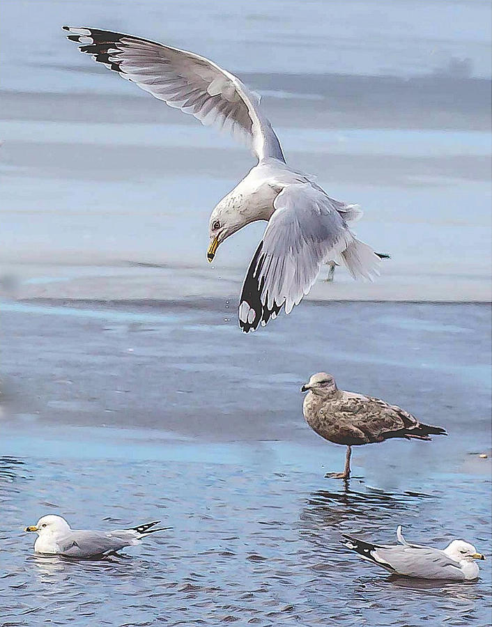Gull Descending Photograph by Janet Argenta - Pixels