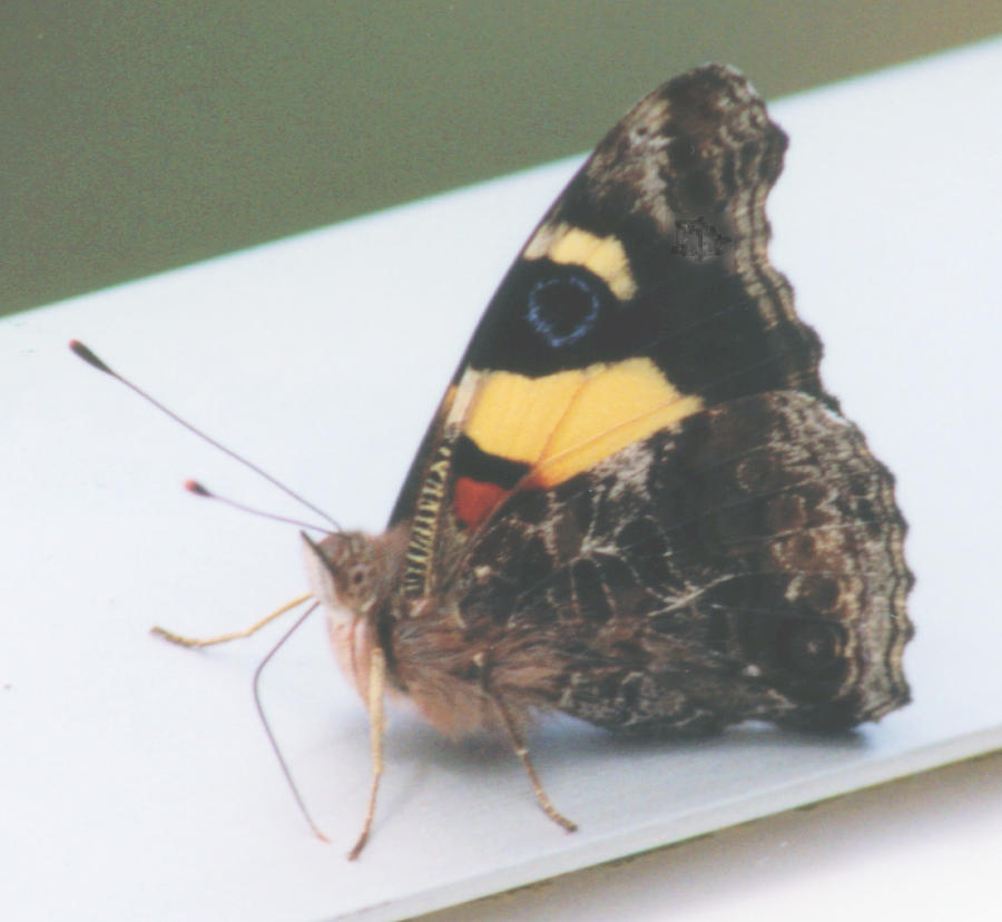Handsome Australian Butterfly Photograph by Ron Swonger - Fine Art America