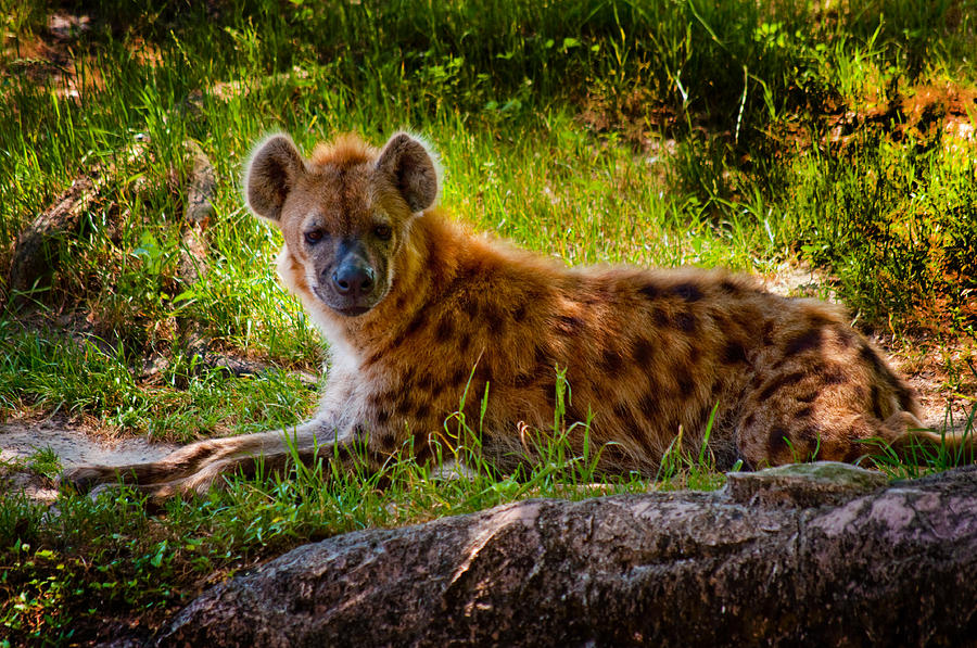 Handsome Male Red Hyena Photograph by Tito Santiago