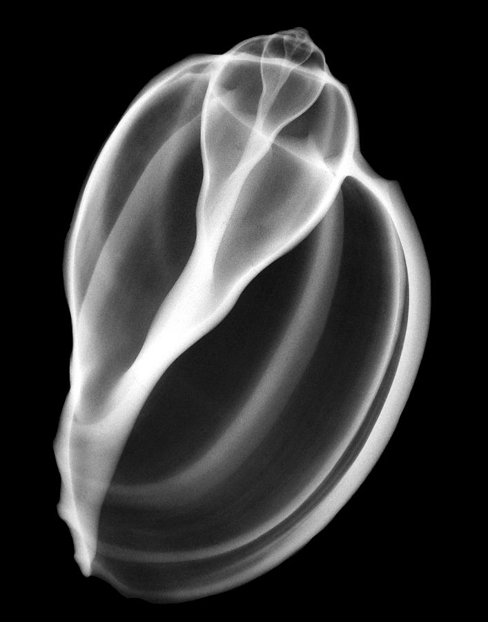 Harp Shell X Ray Negative on Black Photograph by George Green - Fine ...