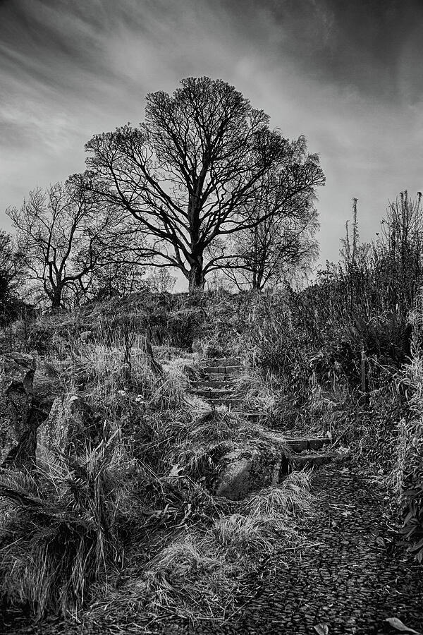 Haunted Steps Photograph by Guy Shultz - Fine Art America