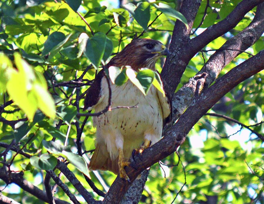 Hawk in a Tree Photograph by Linda Benoit | Pixels