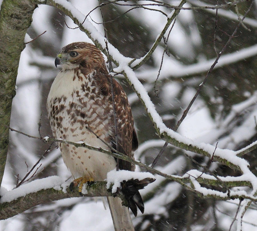 Hawk in Winter Photograph by David Arment - Fine Art America