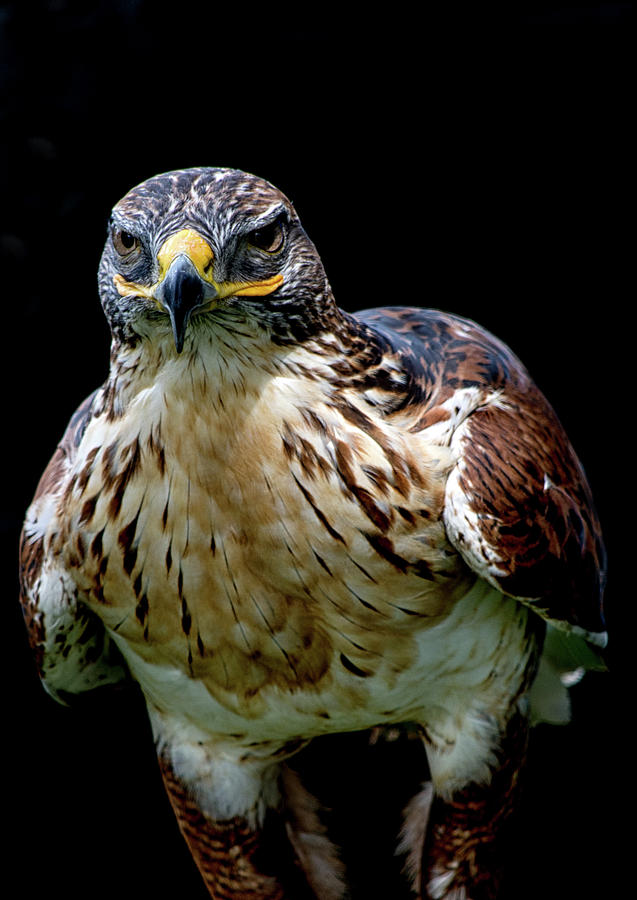 Hawk Portrait Photograph by Cliff Norton - Fine Art America