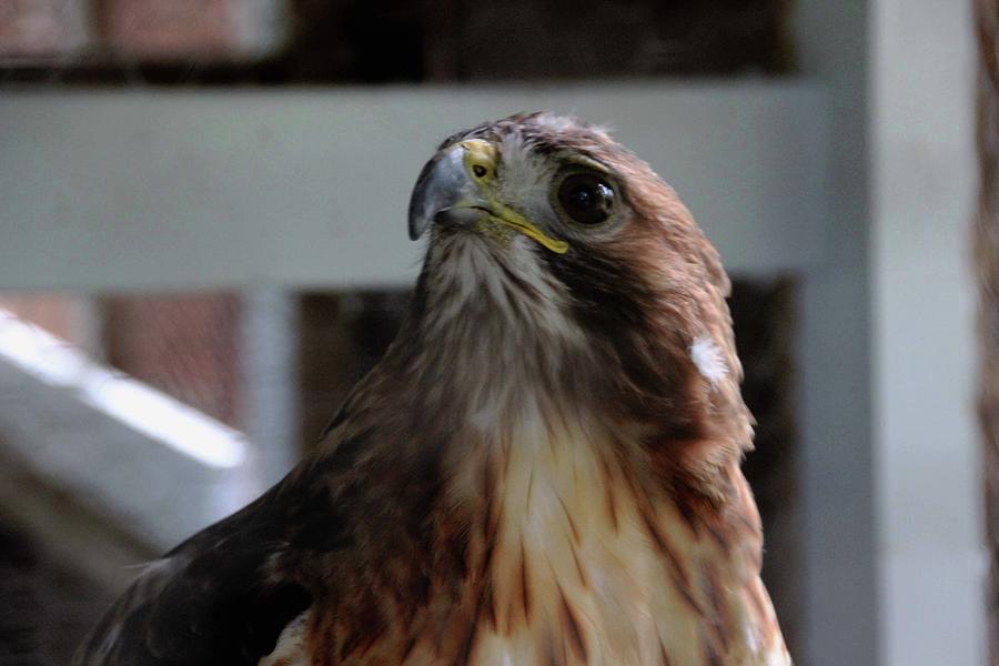 Hawk Profile Photograph by Karen Harris