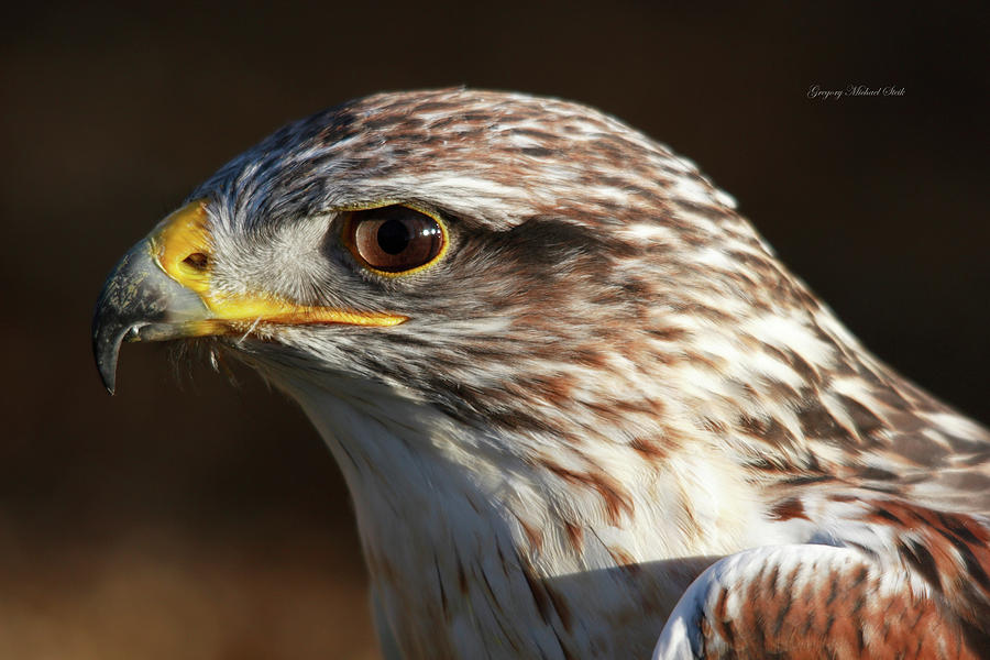 Hawk Photograph by Safe Haven Photography Northwest - Fine Art America