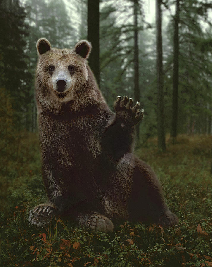 Hello Bear Digital Art by Fly Fly Away - Fine Art America