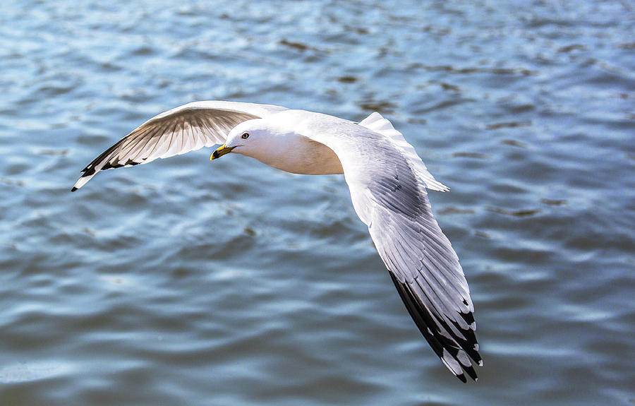 Herring Gull in Flight Photograph by Janet Argenta - Fine Art America