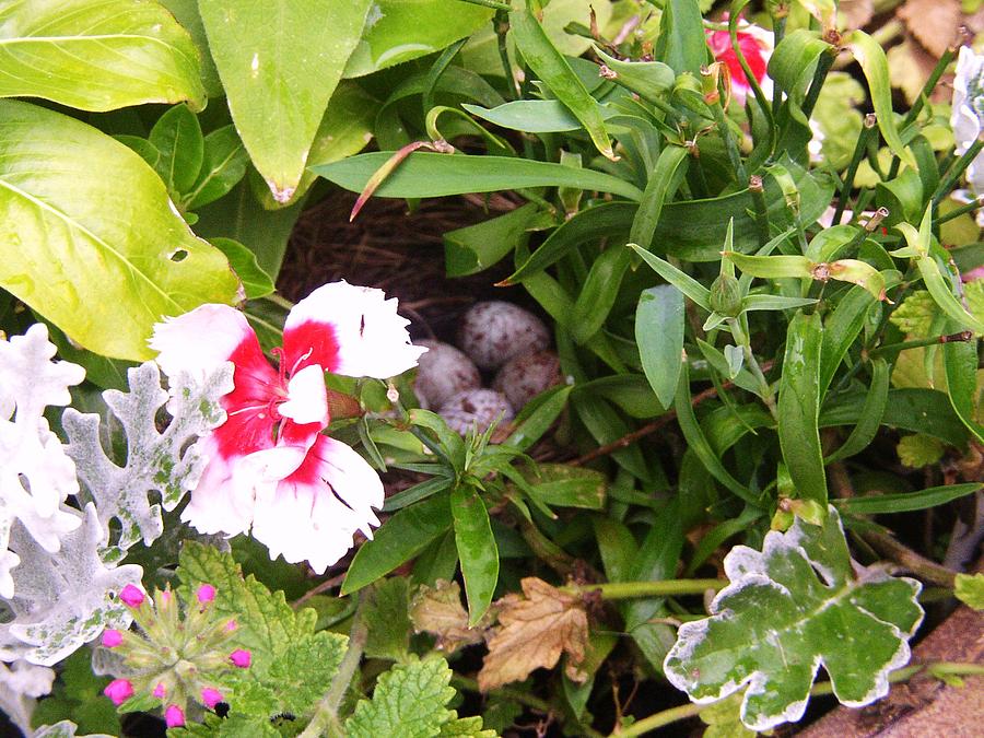 Hidden Photograph by Wade Buzanko - Fine Art America