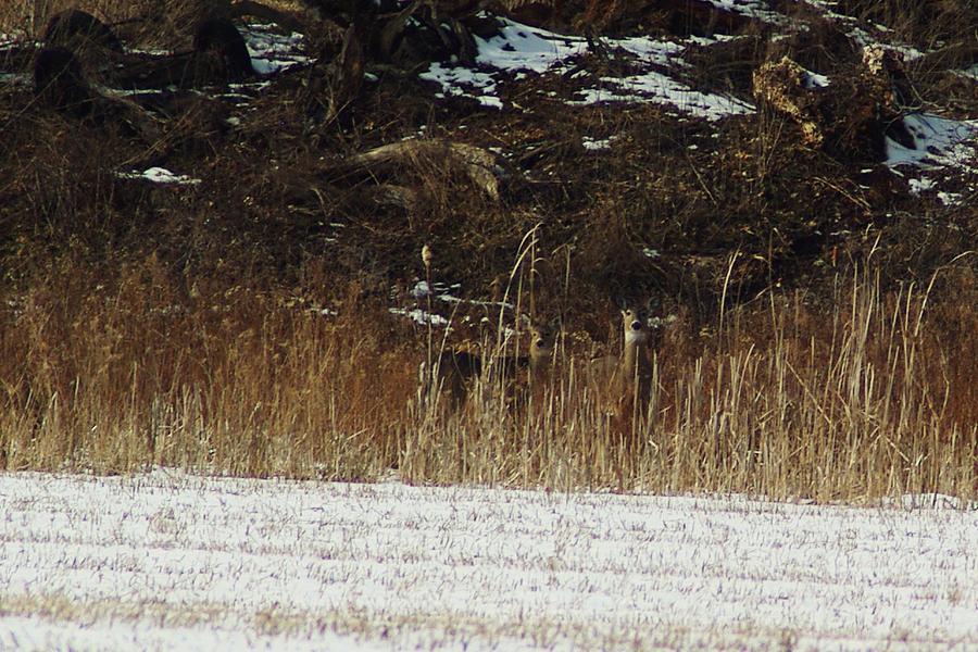 Hiding Photograph by Wade Buzanko - Fine Art America