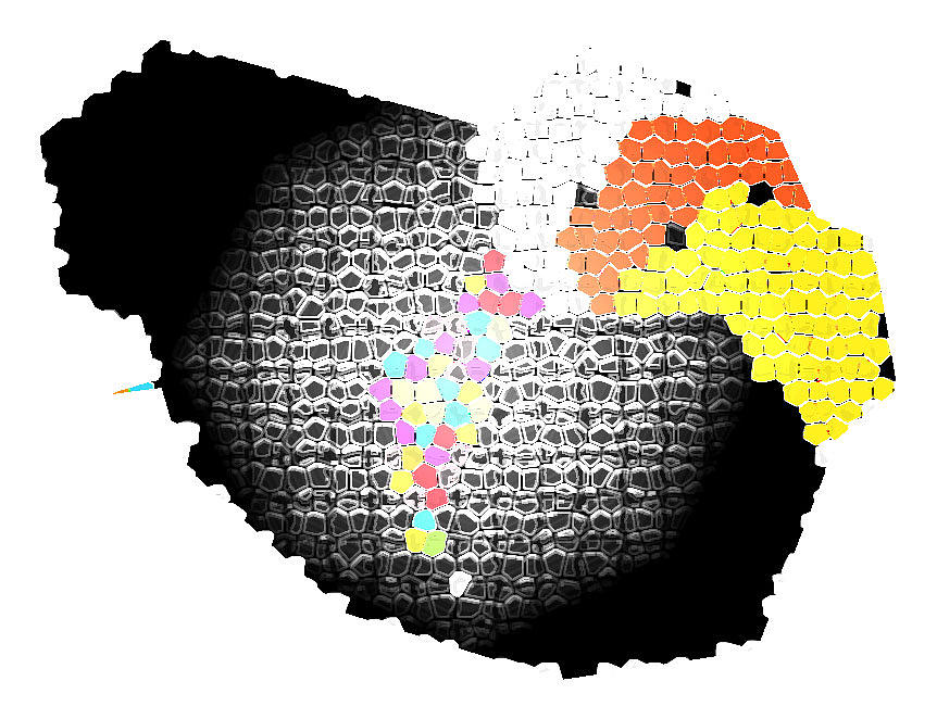 Honesty OO Digital Art by Karen Diggs - Fine Art America