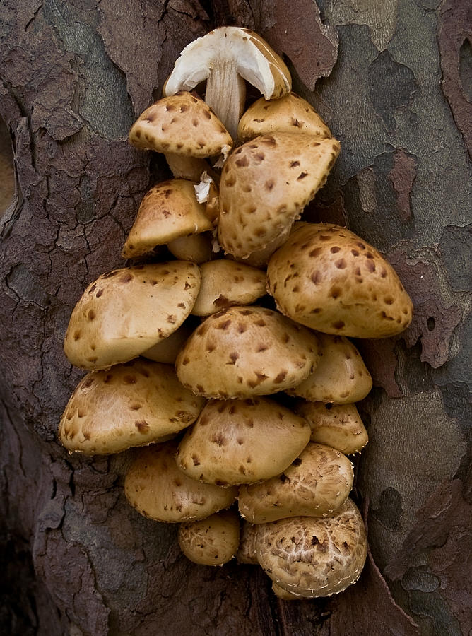 Hongo Photograph by John Huftalen - Fine Art America