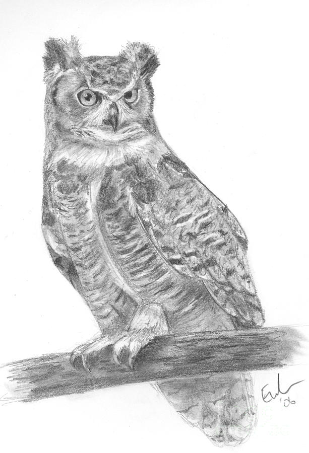 Hoot Drawing by Emily Dieleman - Fine Art America