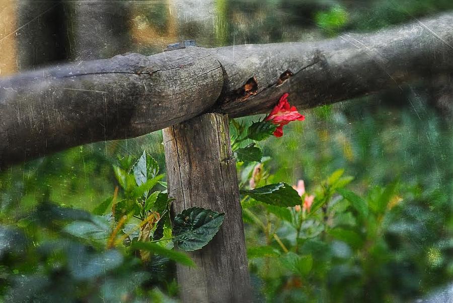 Hope Springs Eternal Photograph By Jill Terry Fine Art America