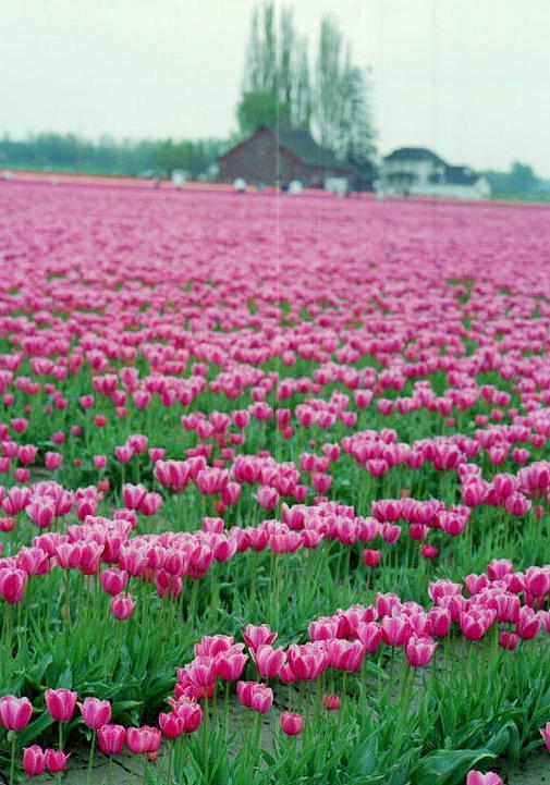 Magenta Queen Photograph by Maro Kentros - Fine Art America