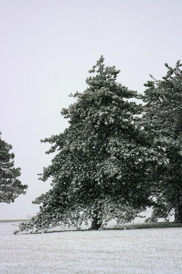 How Picturesque Photograph by David Dunham - Fine Art America