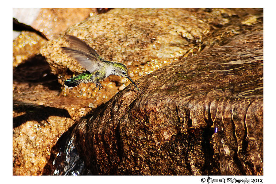 Hummingbird drinking Photograph by Lance Chennault - Pixels