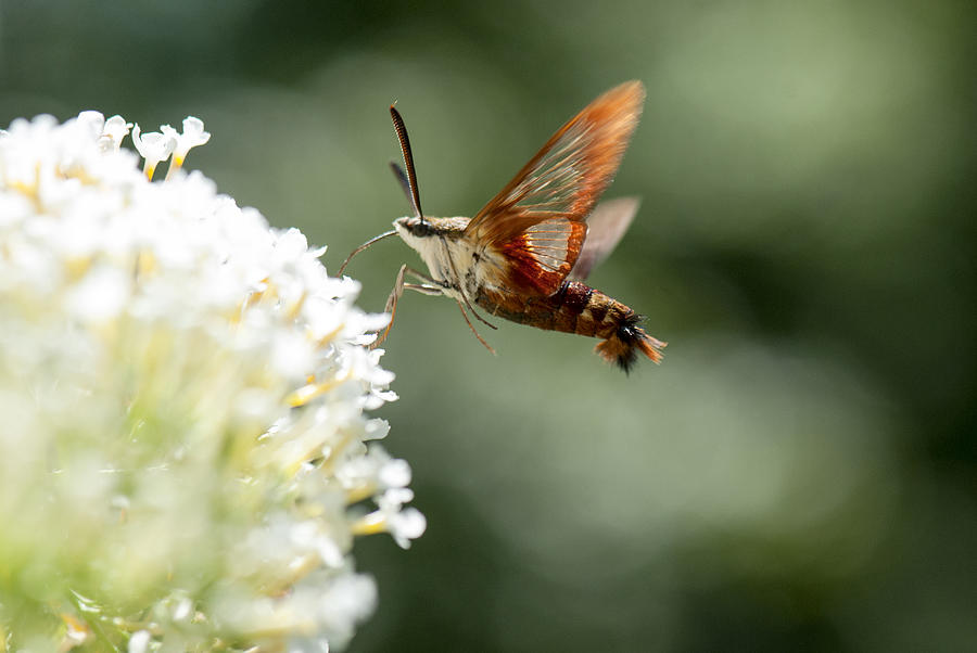 Hummingbird Moth 6 Photograph by Clifford Pugliese - Pixels
