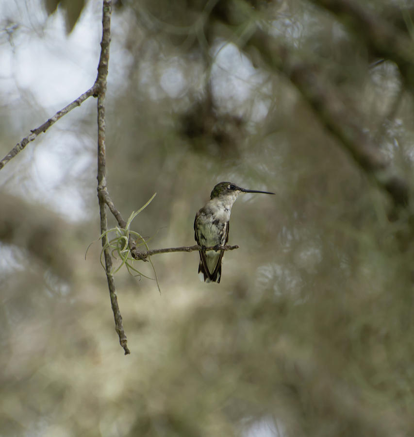 Hummingbird on the tree Photograph by Zina Stromberg - Fine Art America