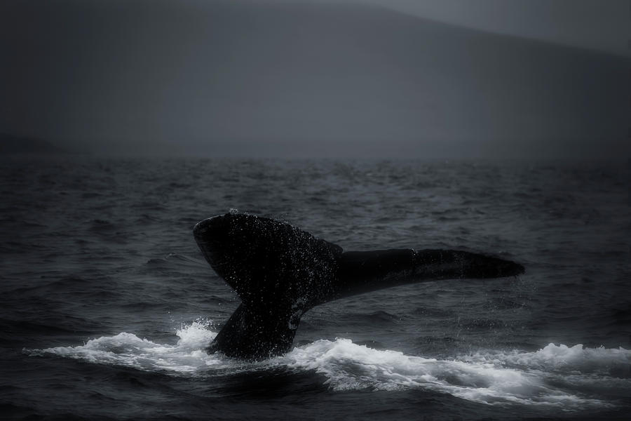 Humpback Photograph by Tiago Pratas - Fine Art America Humpback Photograph by Tiago Pratas - Fine Art America